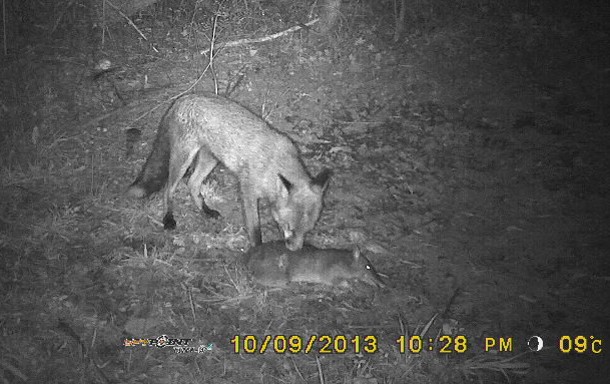 Snap Shots: Fox vs Bandicoot - Sporting Shooter