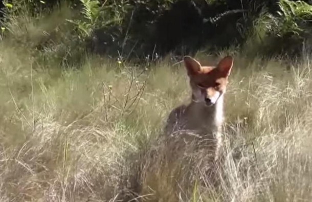 VIDEO: A fox called in yesterday - Sporting Shooter