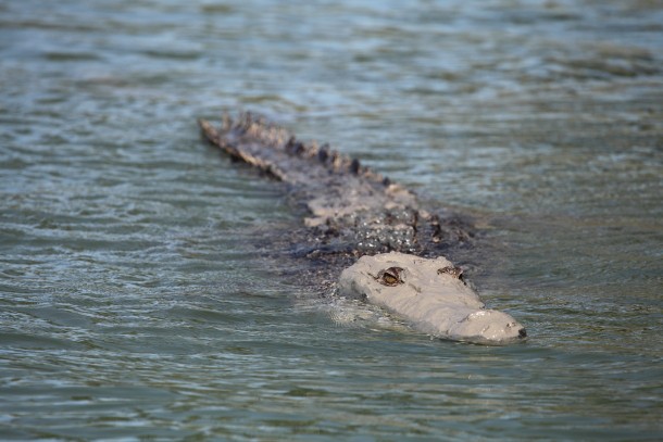 NT croc hunting could happen soon - Sporting Shooter