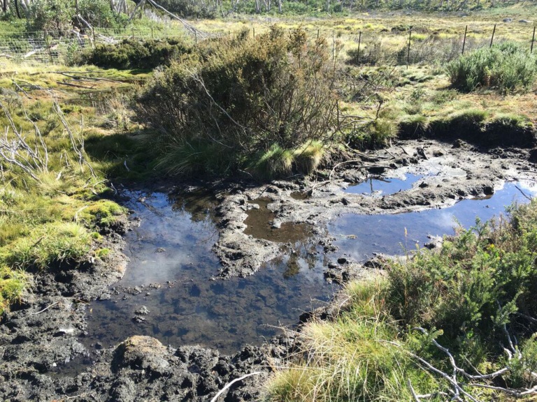 Hunters protecting bogs for frogs - Sporting Shooter