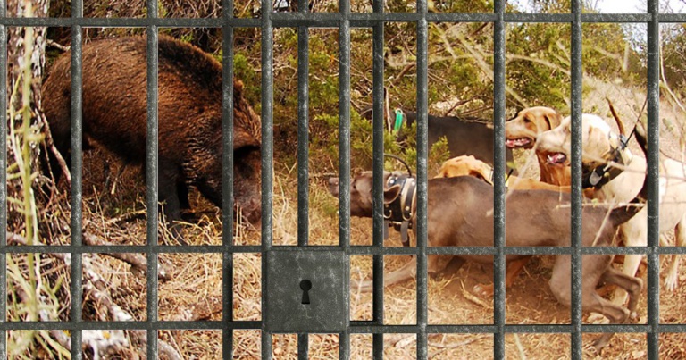 Inmates pig hunting and drinking at alternative rural prison - Sporting ...