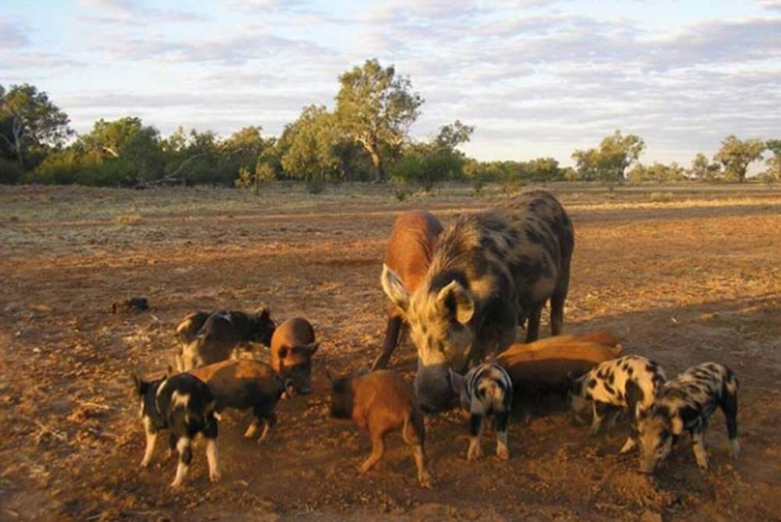 Hunters Helping Farmers - Bales for Boars - Sporting Shooter