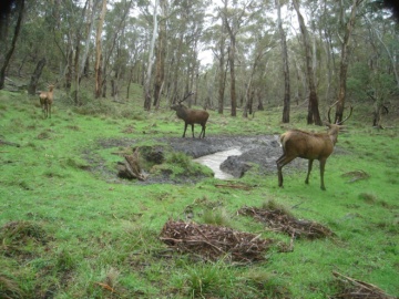 Red deer: Your guide to hunting the king of deer - Sporting Shooter