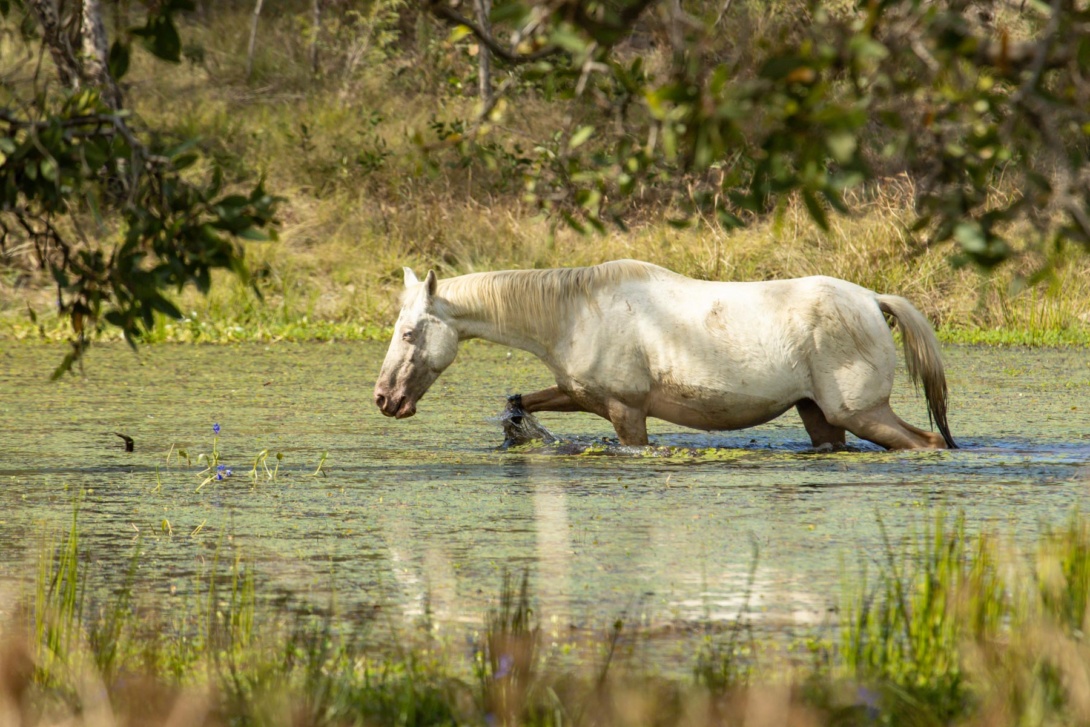 Hunting scrub bulls on the Normanby River - Sporting Shooter
