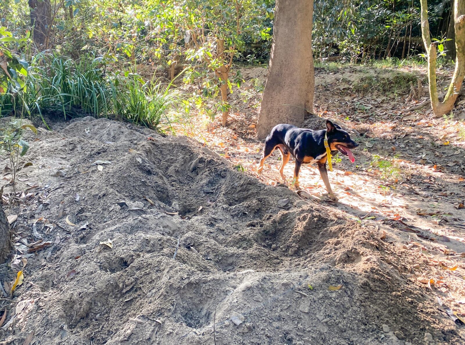 Hunting scrub bulls on the Normanby River - Sporting Shooter