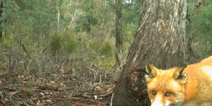 Species guide: hunting the wily fox - Sporting Shooter
