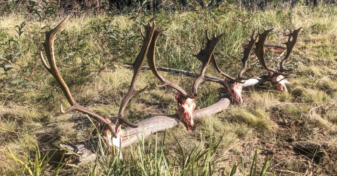 Hunting hard and scoring big in the fallow deer rut - Sporting Shooter