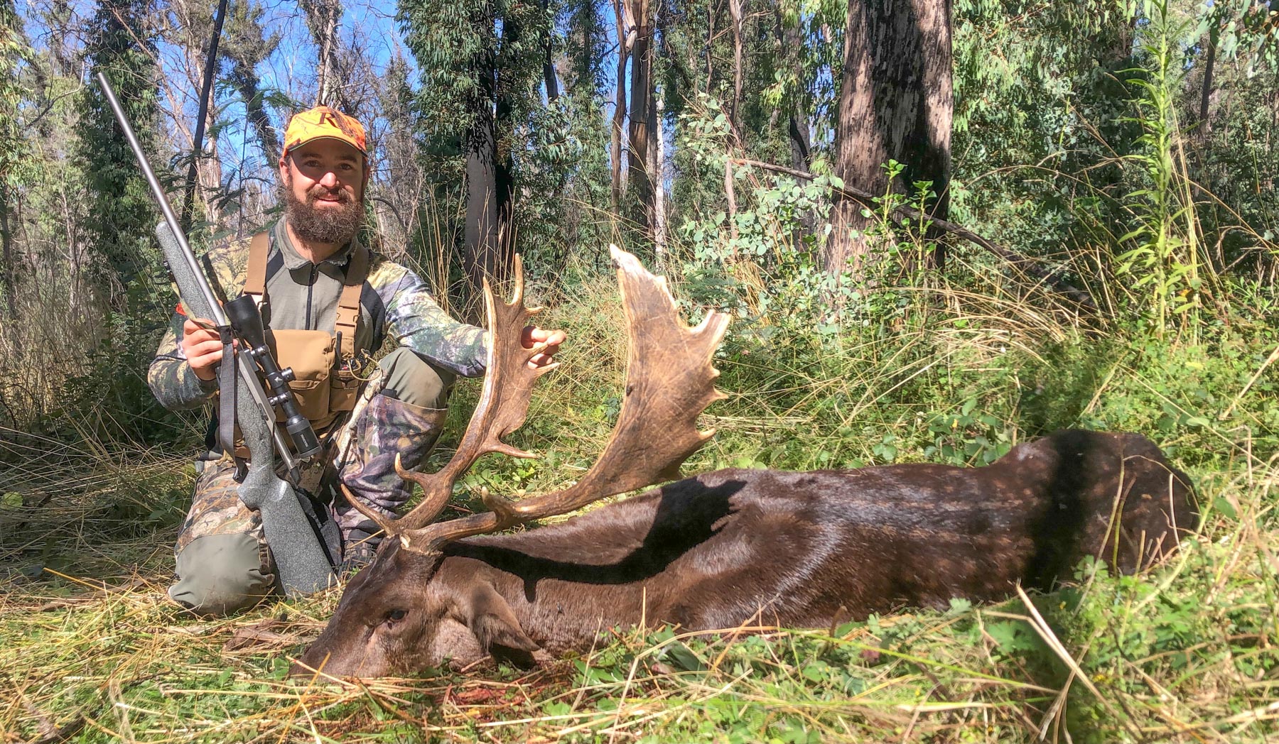 Hunting hard and scoring big in the fallow deer rut - Sporting Shooter