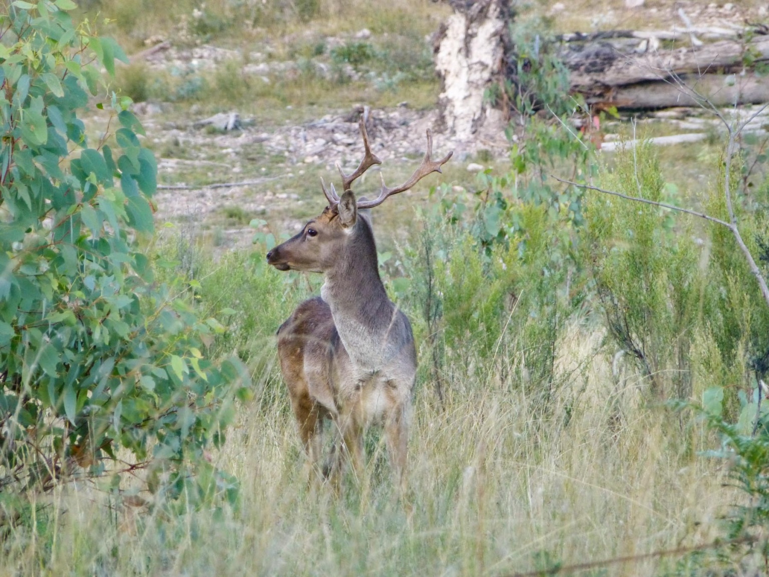 Species guide: fallow deer - Sporting Shooter