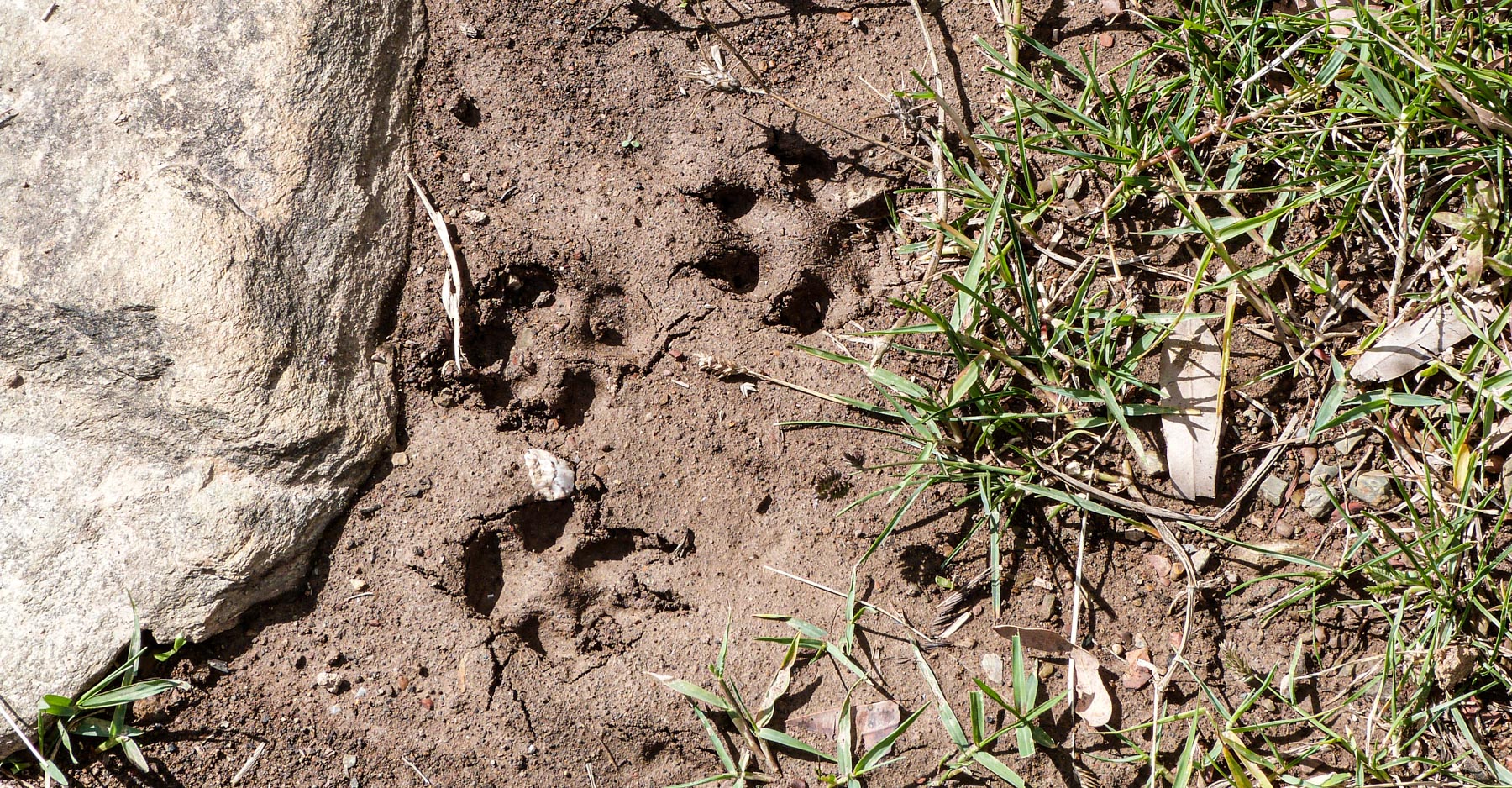 Species guide: hunting the wily fox - Sporting Shooter