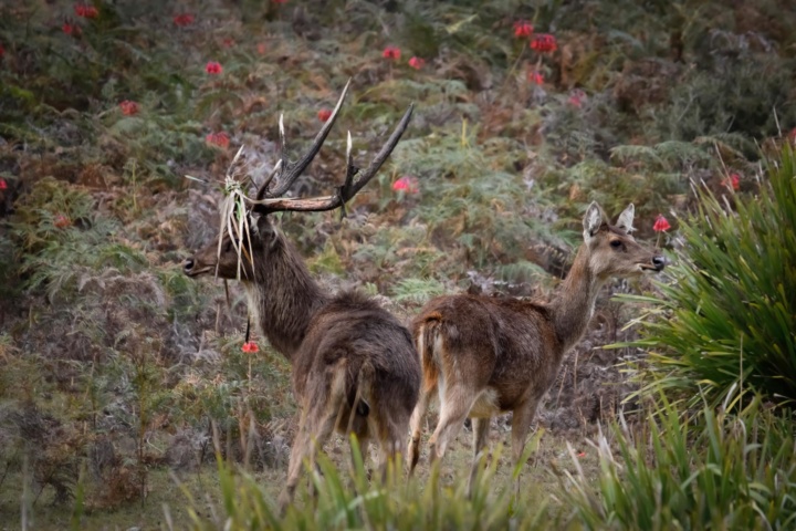 Species guide: hunting rusa deer - Sporting Shooter