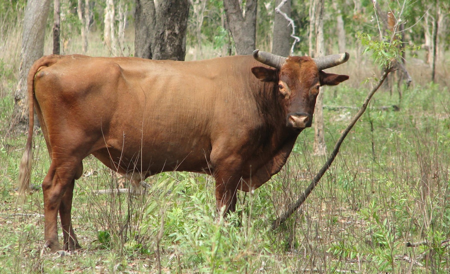 Species guide: Wild scrub bulls - Sporting Shooter