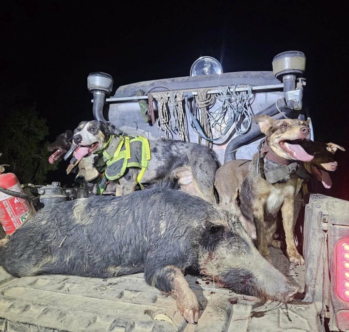 Hunters and Land Services unite to fight feral pigs - Sporting Shooter