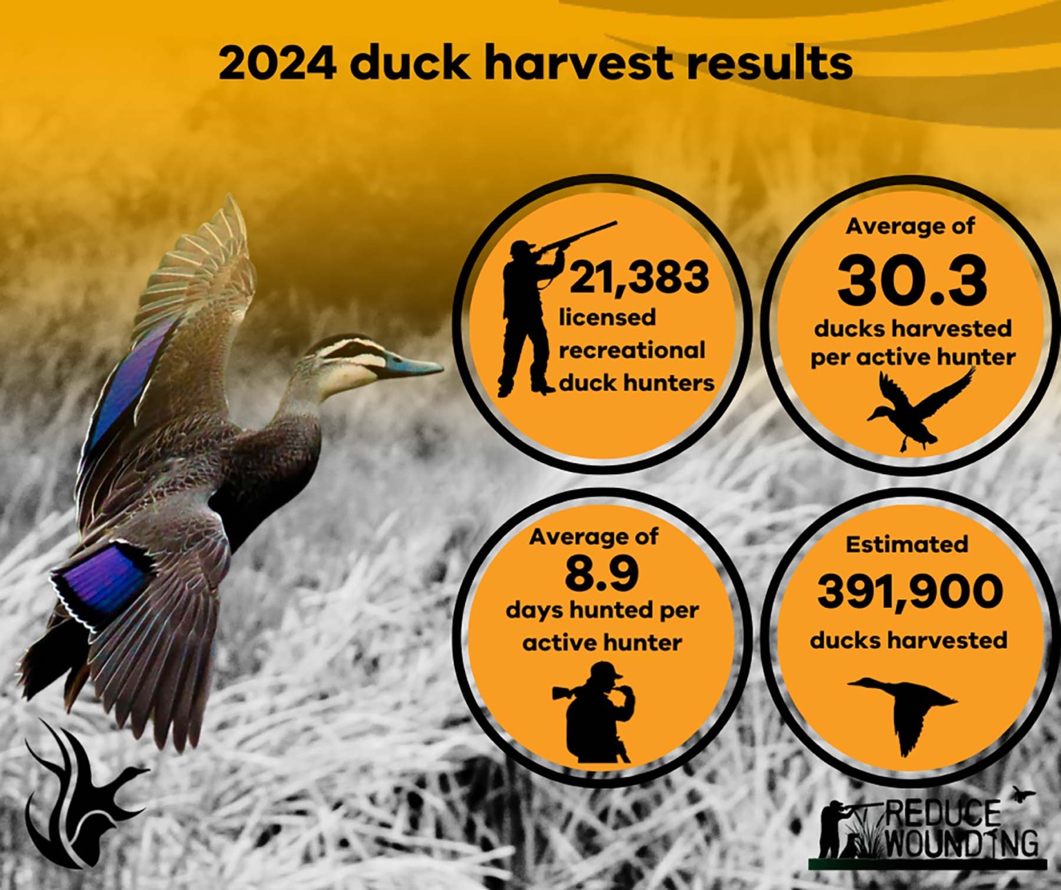 Duck and quail hunting back with a bang in Victoria! - Sporting Shooter