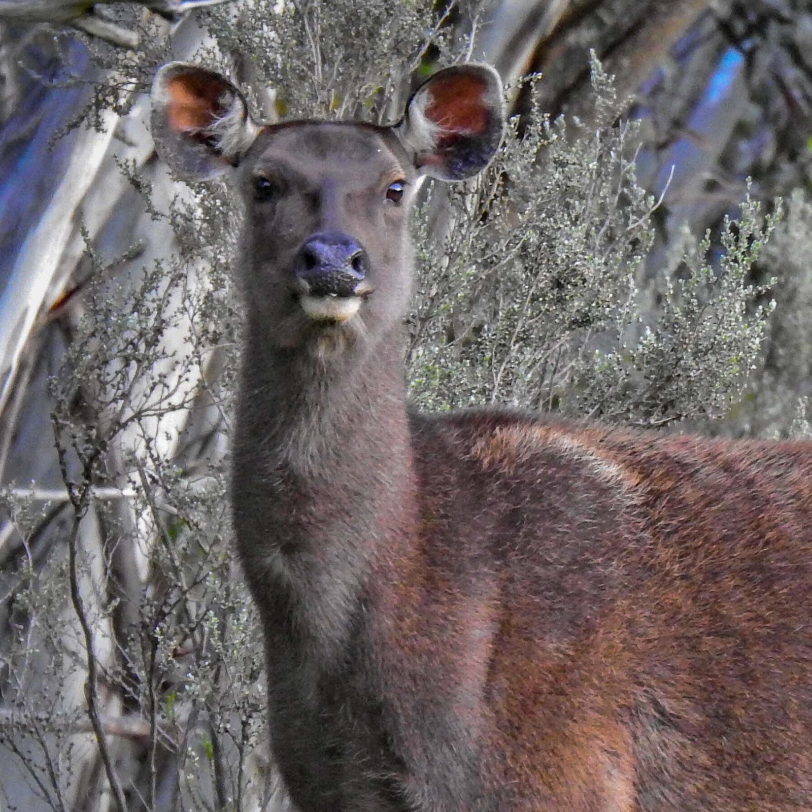 Hunting areas expand in Victoria, Northern Territory - Sporting Shooter
