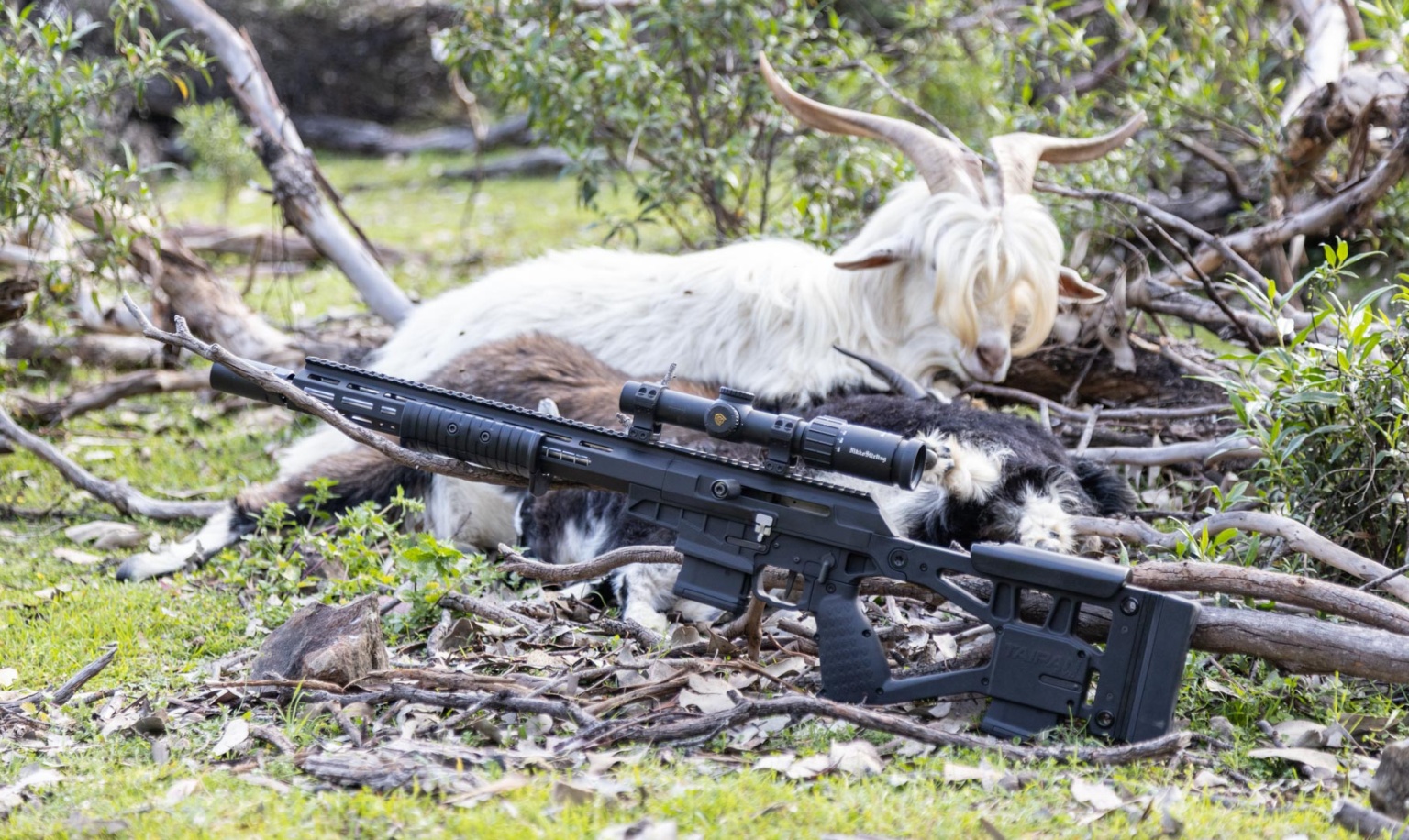 Review & video: Southern Cross Taipan Evo rifle - Sporting Shooter