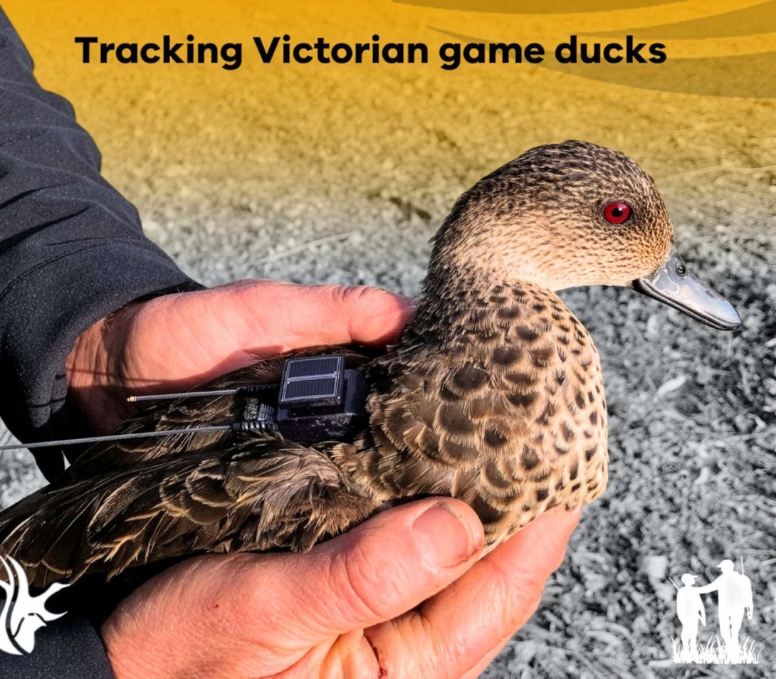 Victoria launches innovative duck research project - Sporting Shooter