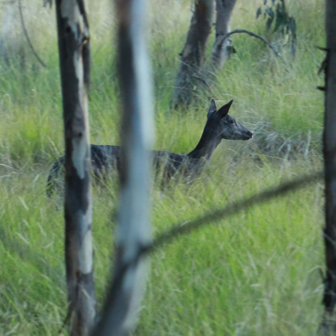 New Outdoor Recreation department to benefit hunting in Victoria ...