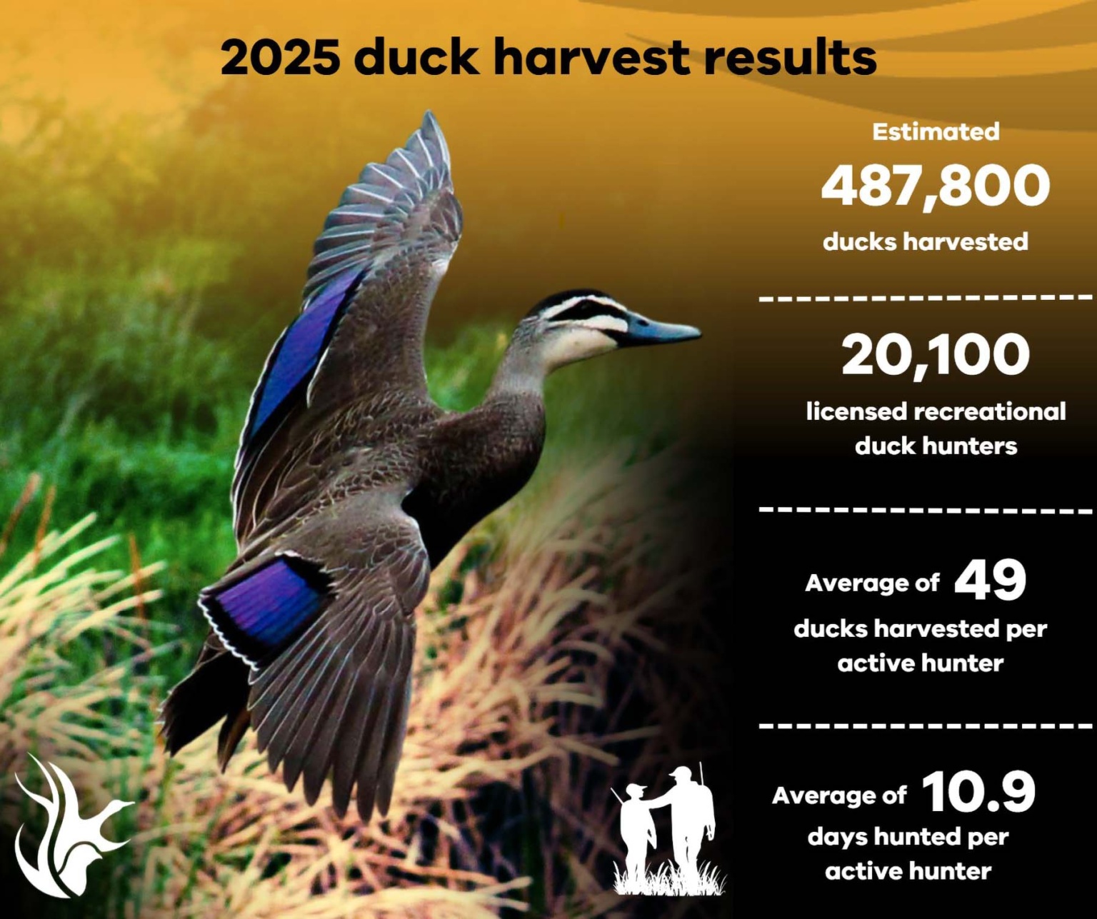 Victorian duck harvest results released - Sporting Shooter