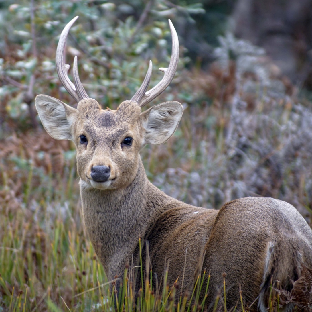 Hog deer hunting area expands in Victoria - Sporting Shooter